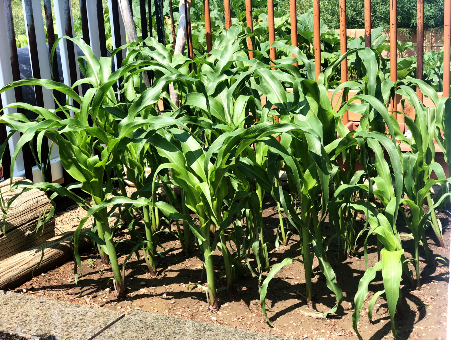 Glass Gem & Sweet Corn – Farm to Table to Soul