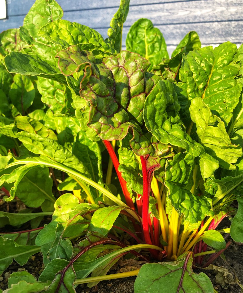 Swiss Chard Bread Pudding – Farm to Table to Soul